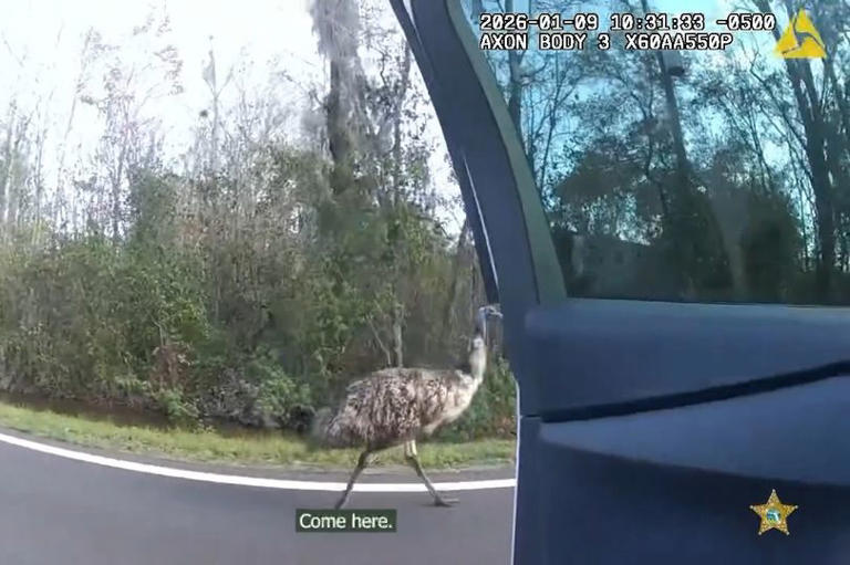 Police officer tries to 'arrest' runaway emu - but fugitive bird beats ...