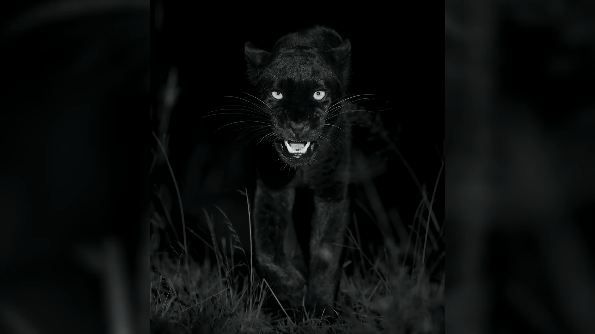 Schwarzer Leopard in Kenia entdeckt