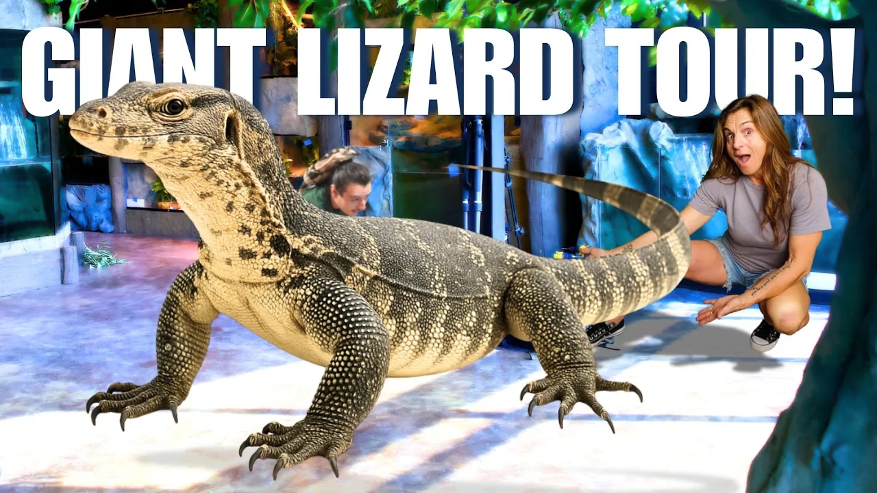 What daily life looks like for giant lizards behind the scenes