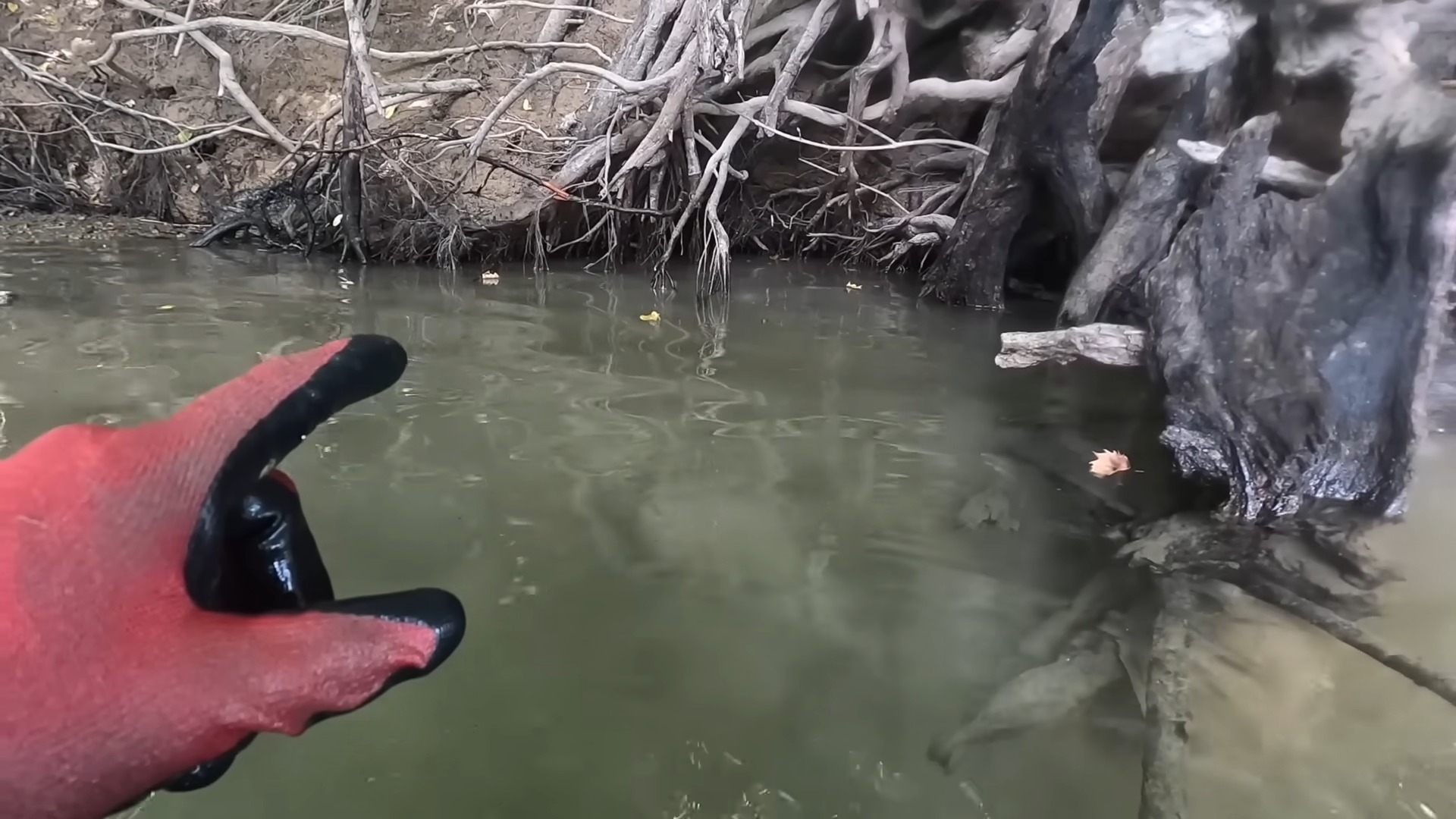 What turned a normal day into a wildlife find – "Beavers built this"