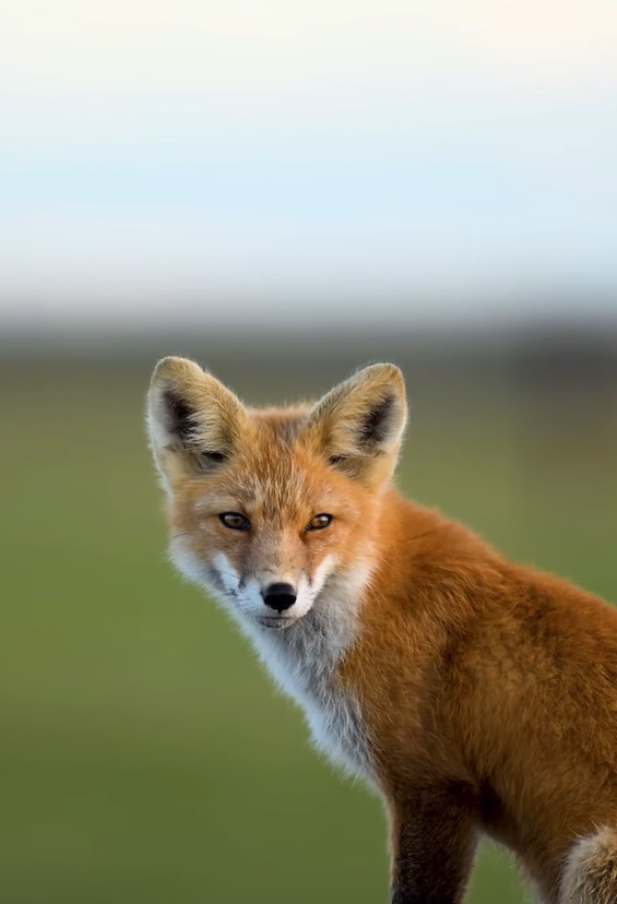 Moments with a red fox: Wildlife close-ups in nature