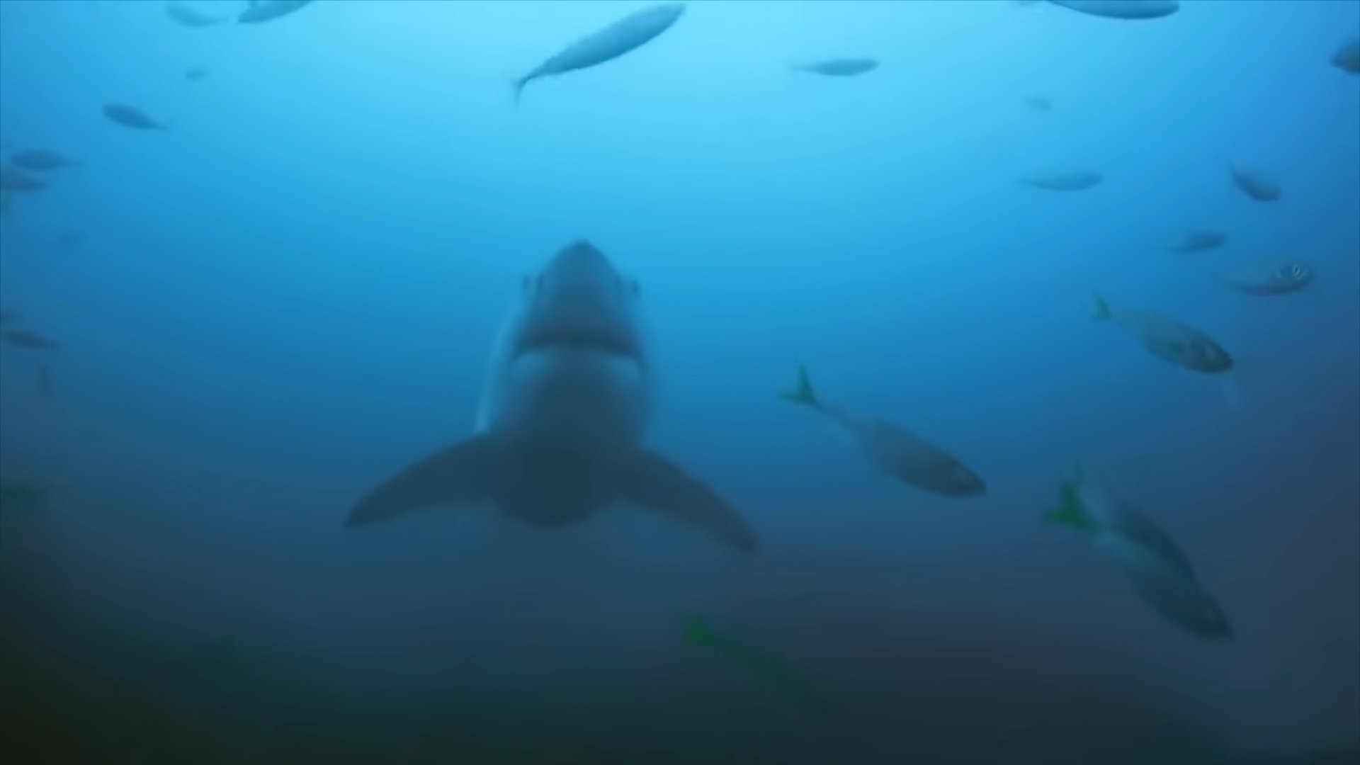 How this predator ignored all boundaries – the shark that shouldn’t exist