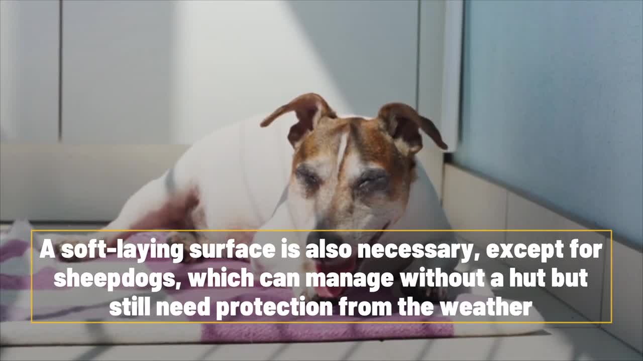 The pros and cons of outdoor life for pets