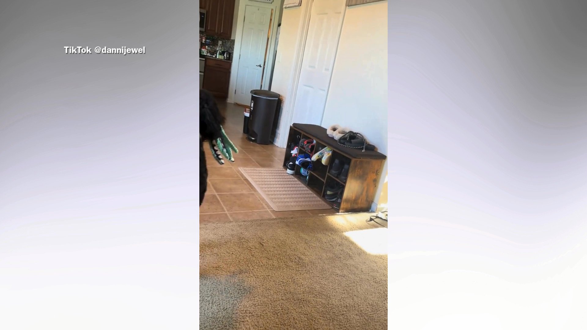 Kids surprised with full-grown dog, reactions go viral: 'Happy or scared'