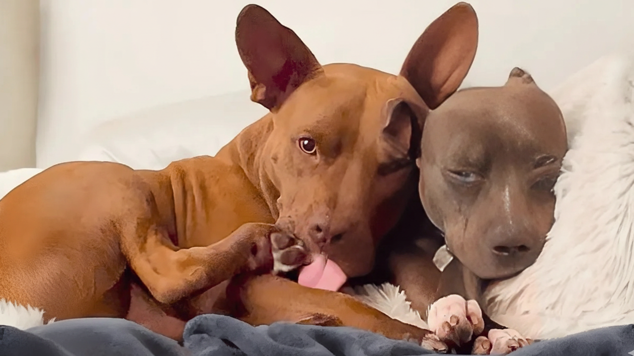 They found each other again - rescue dog reunites with her best friend