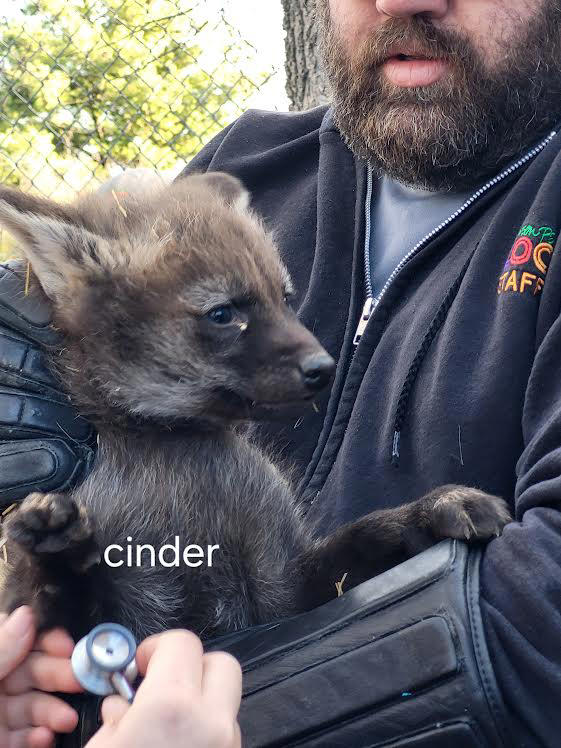 Springfield zoo finds maned wolf pups born in November are all boys