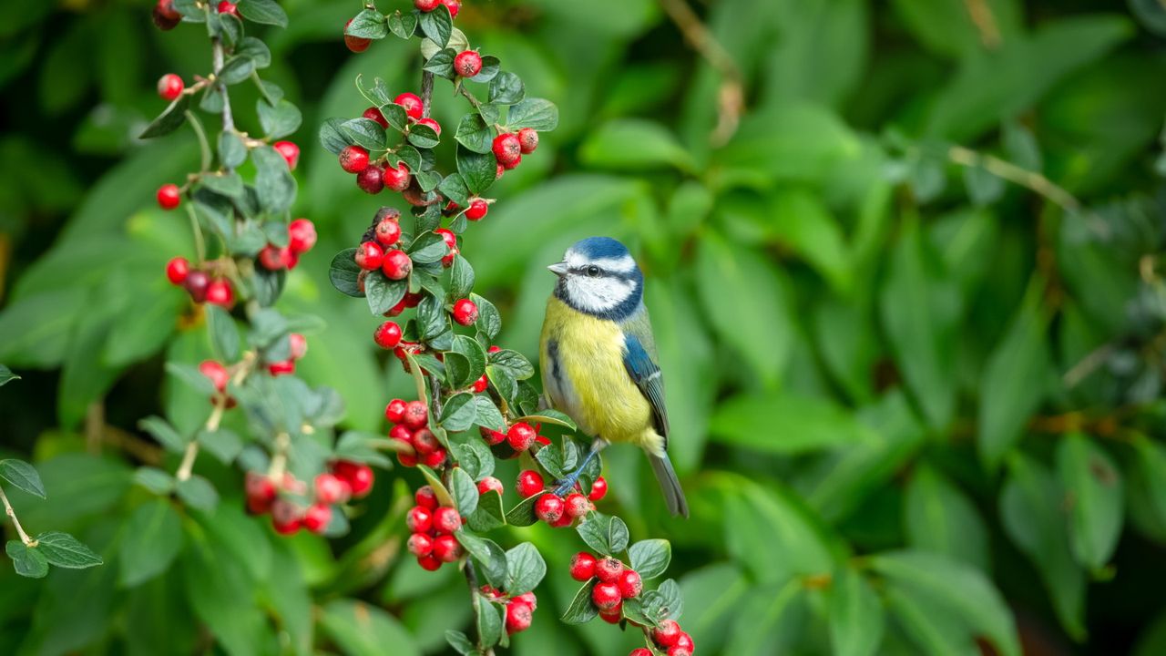How to prune cotoneaster for top displays of blooms and berries