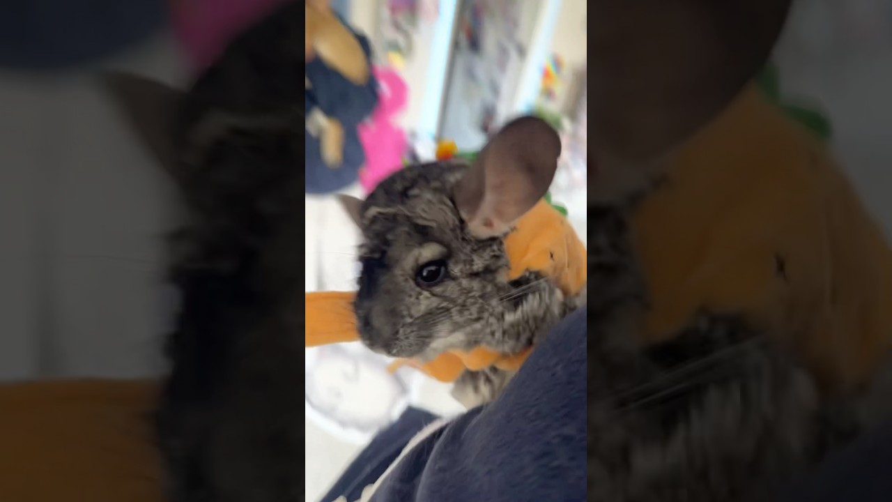 Chinchilla steals spotlight