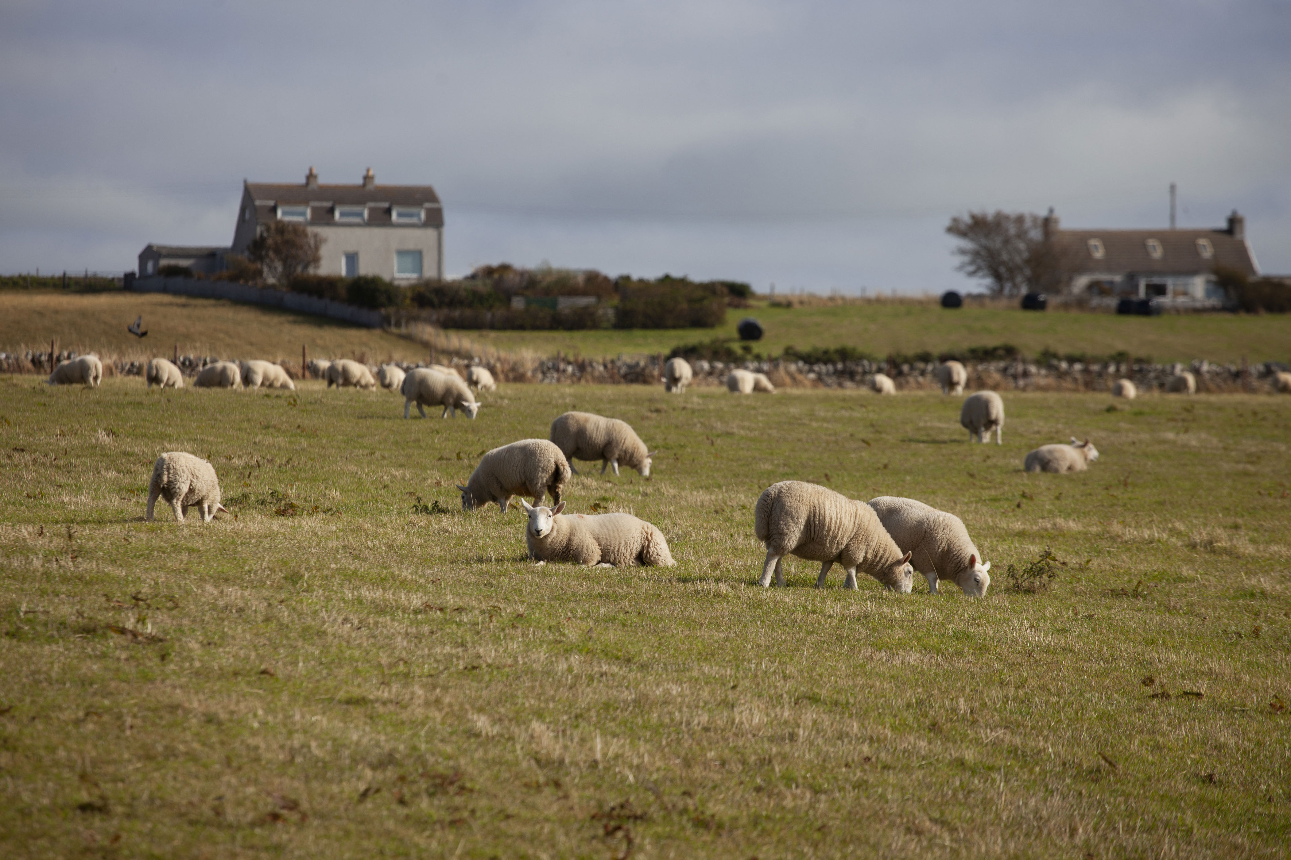 Aberdeenshire crime: 11 sheep found dead following suspected dog attack