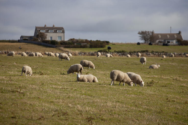 Aberdeenshire crime: 11 sheep found dead following suspected dog attack