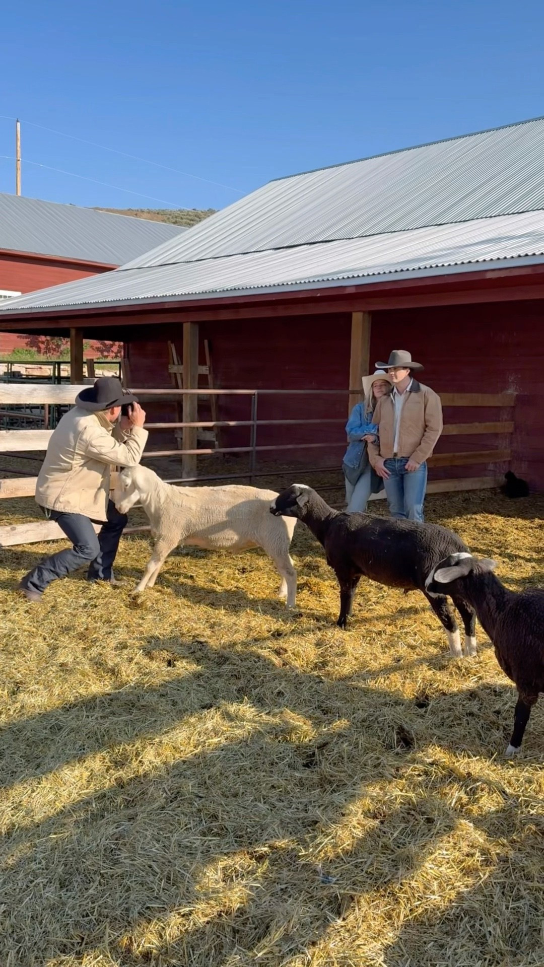 Behind the scenes of a photo shoot with baby lambs