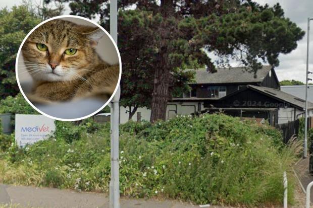 'Keep cats at home': Southend vet issues warning as pet 'shot with airgun'