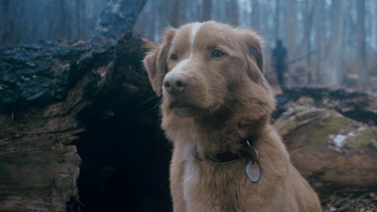 This duck-tolling retriever just scooped the first-ever acting award ...