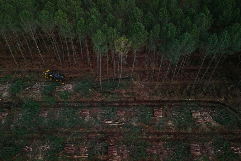 Dans les Landes, le ballet des abatteuses pour éradiquer le ver tueur ...