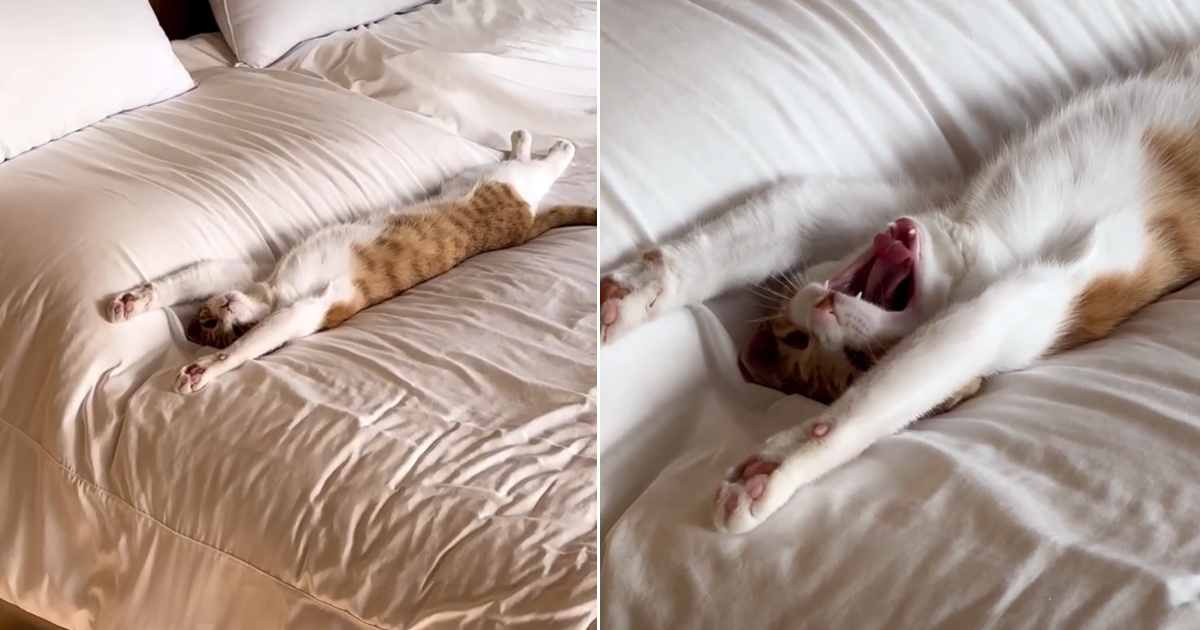 Video: Cat's big stretch on the bed goes viral