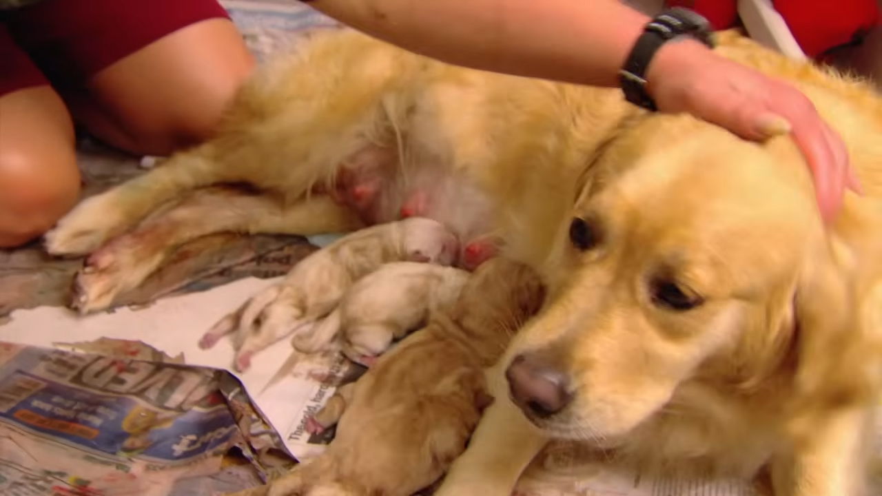 X-rays said “11 puppies”… and the night became a countdown