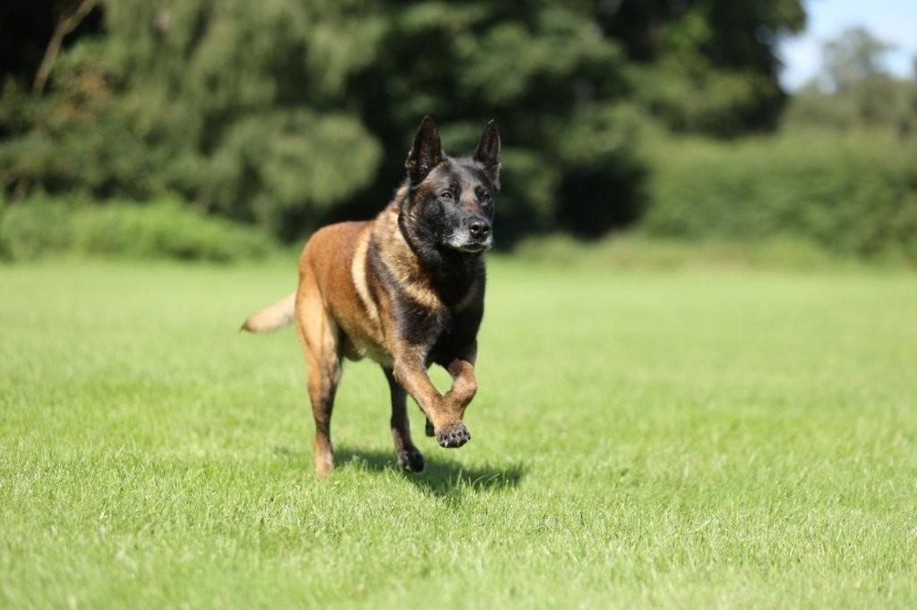 Longest serving Nottinghamshire police dog enjoying well-earned retirement