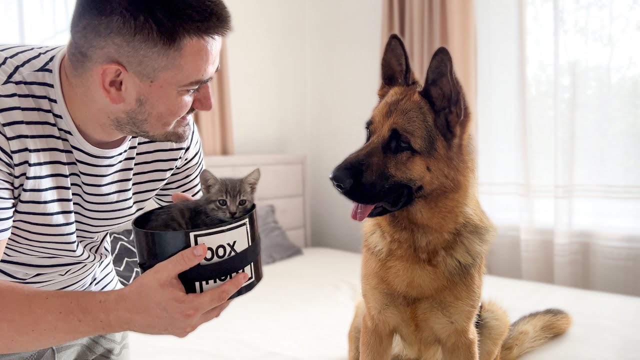 German shepherd meets tiny kitten in a bowl