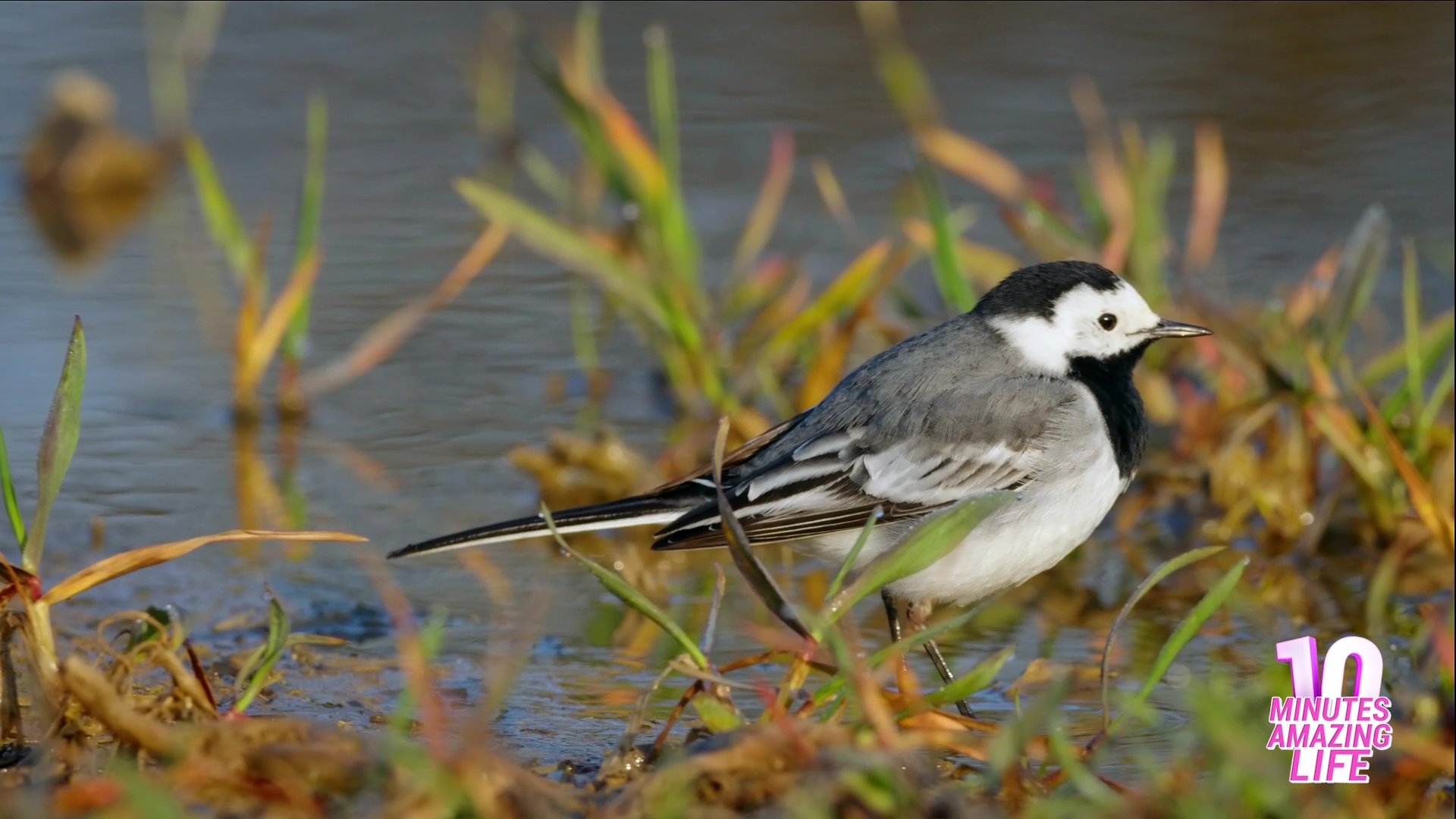 I spotted a white wagtail near the water