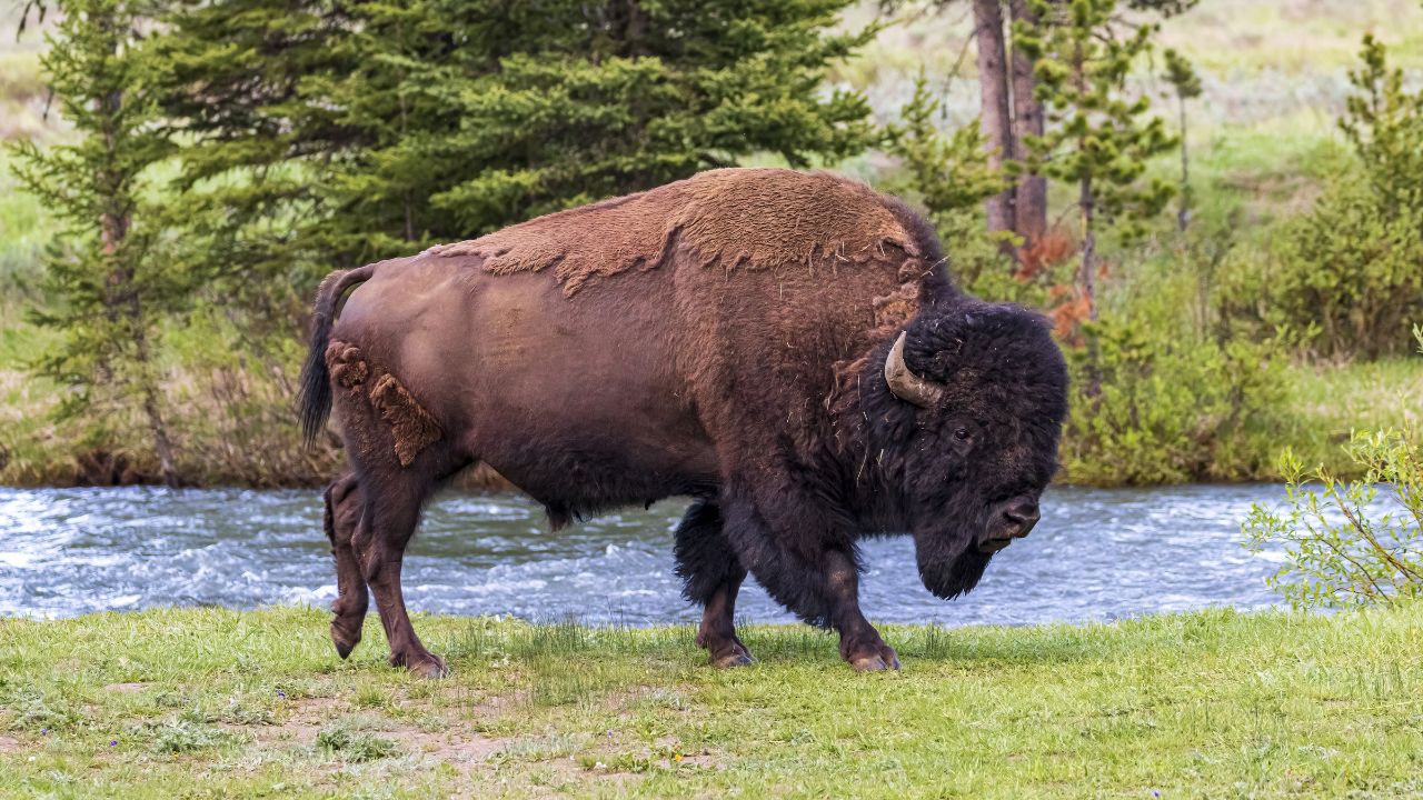 15 animals tough enough to stand their ground against bears