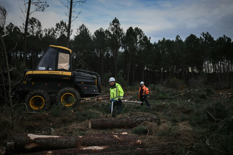 Dans les Landes, le ballet des abatteuses pour éradiquer le ver tueur ...
