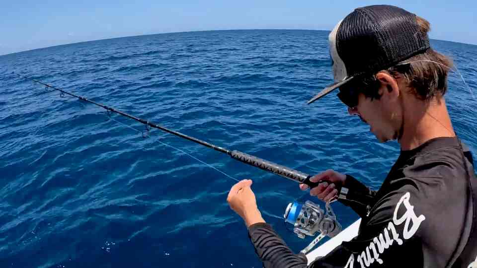 Non-stop action chicken rig fishing