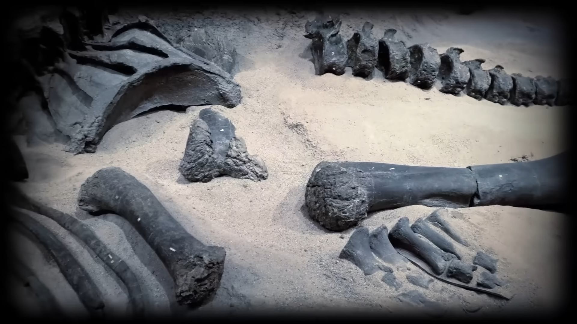 The same creature has been spotted in four places - thousands of miles ...