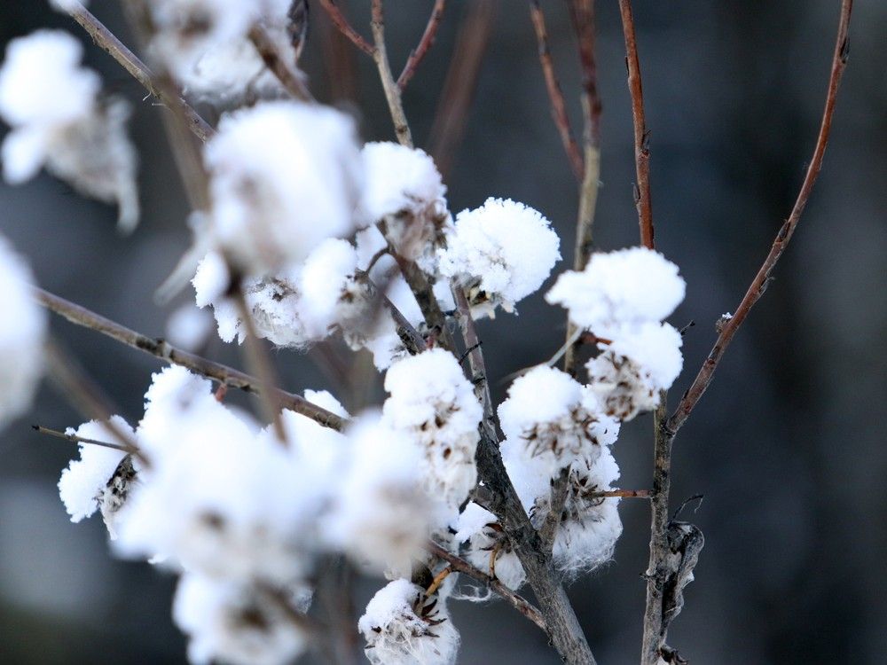 Growing things: When to prune snow-damaged shrubs, and when to trim ...