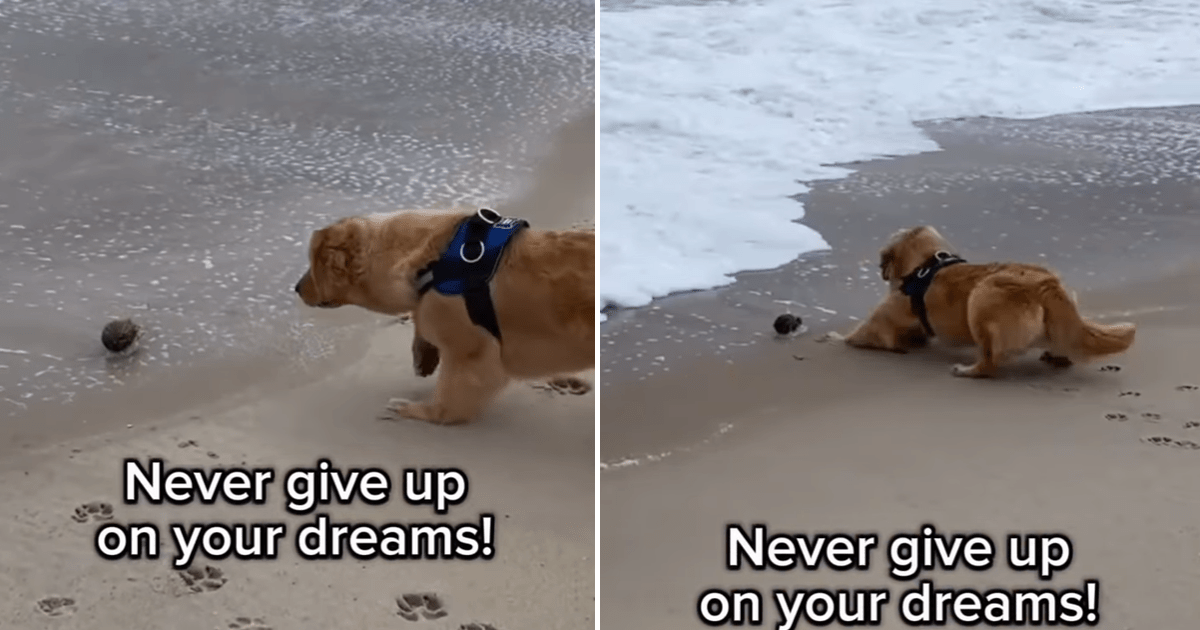 Golden retriever battles waves like a pirate to claim beach treasure
