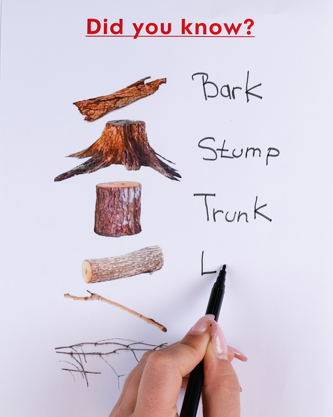 This is how a tree breaks down 🌳