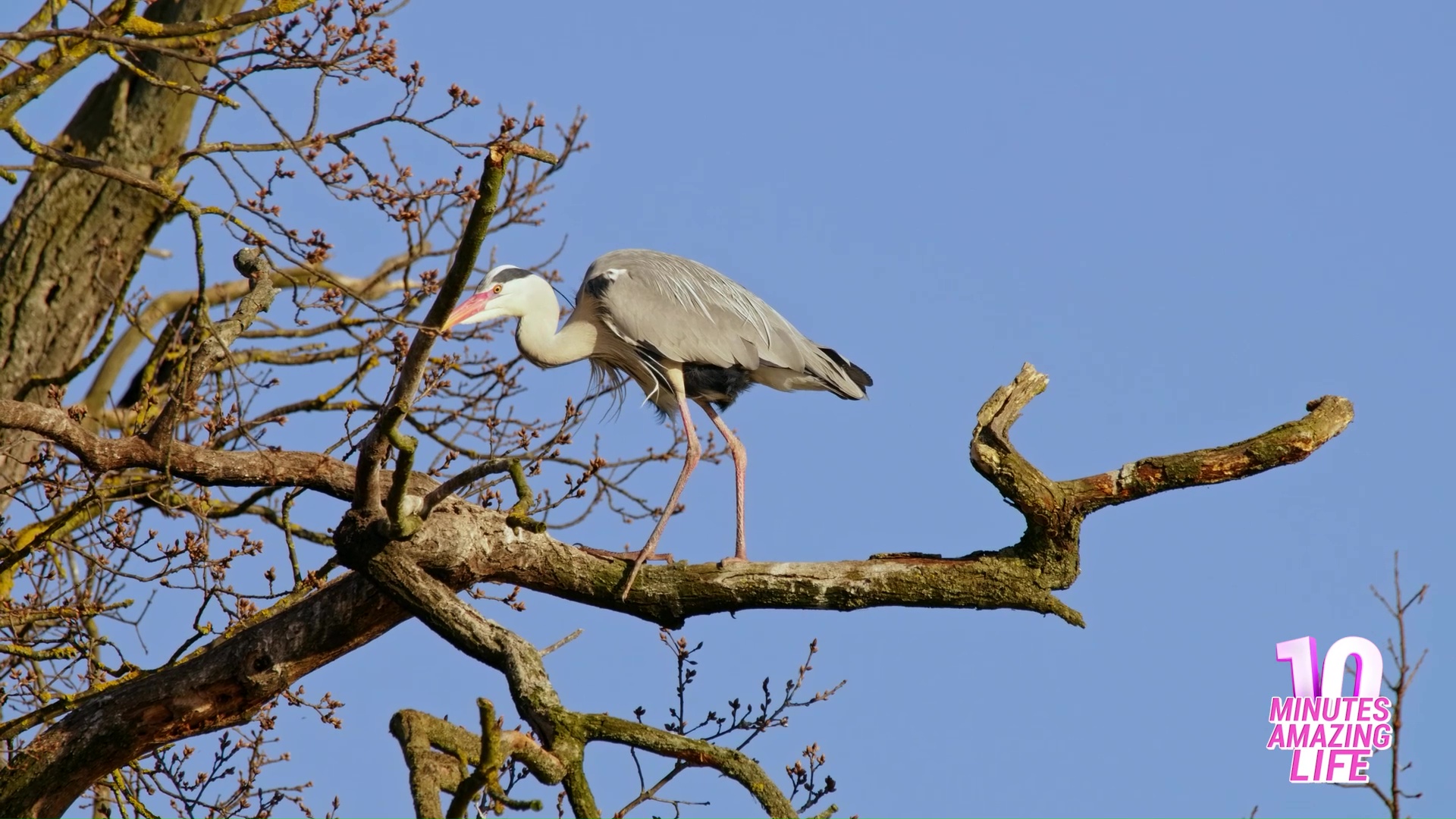 This heron watched the area from above