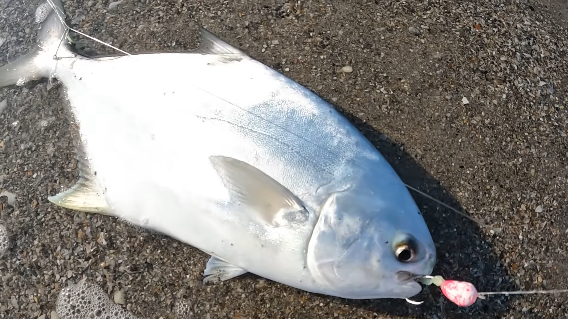 Live bait vs. Fish Gum - Surf fishing catch clean cook