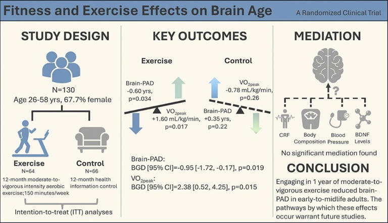 Regular aerobic exercise may slow brain aging in midlife, study finds