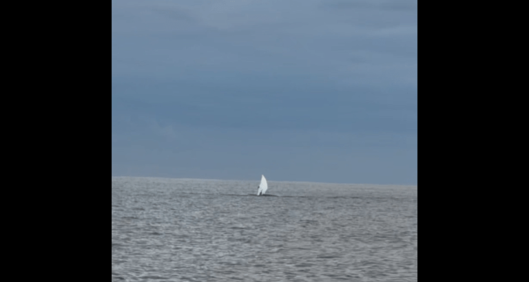 Humpback whales spotted along NC coast by Clayton fisherman (video)
