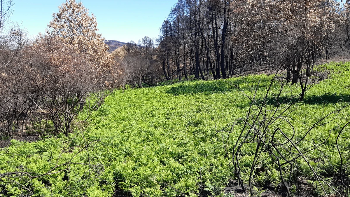 Documentan explotaciones de oro en la zamorana Sierra de la Culebra con ...