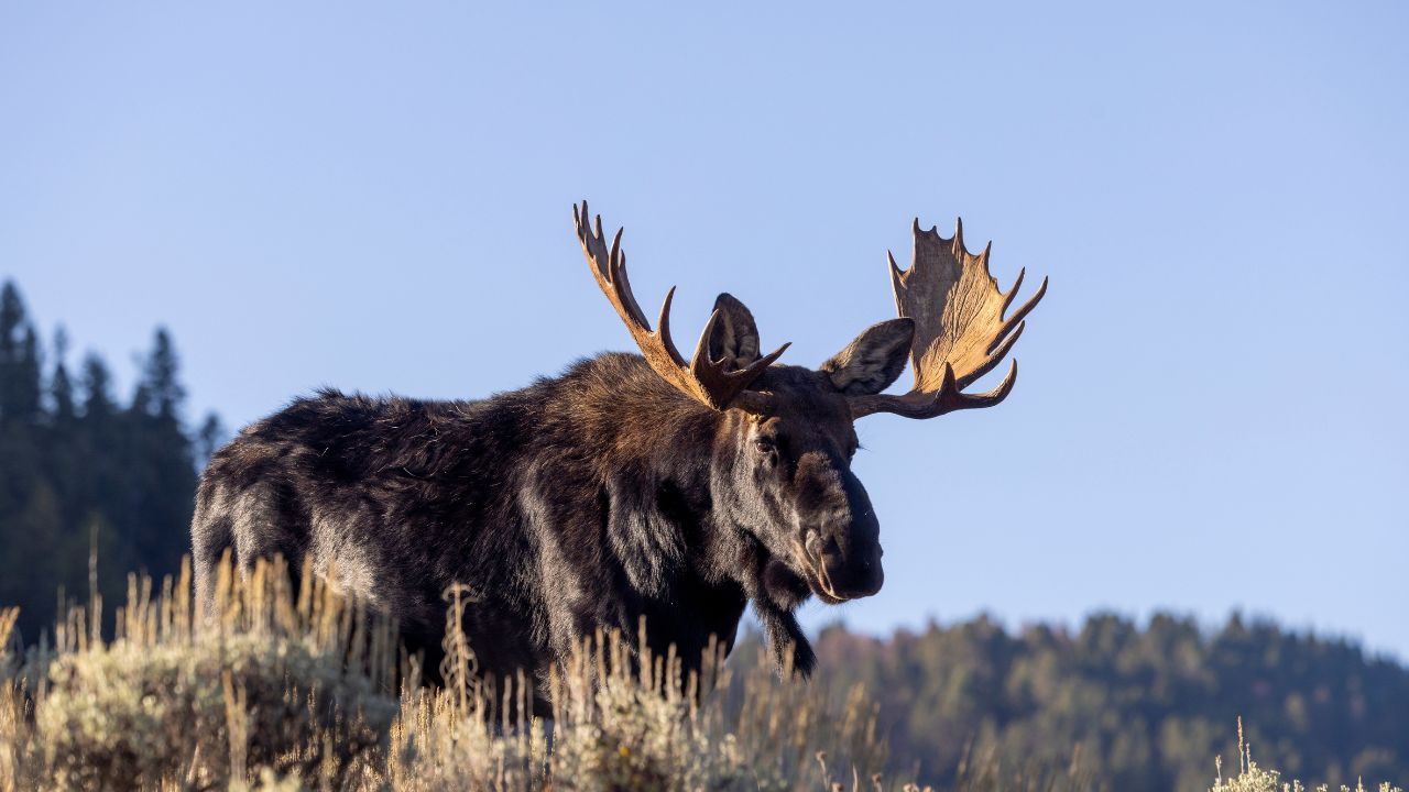 15 animals tough enough to stand their ground against bears