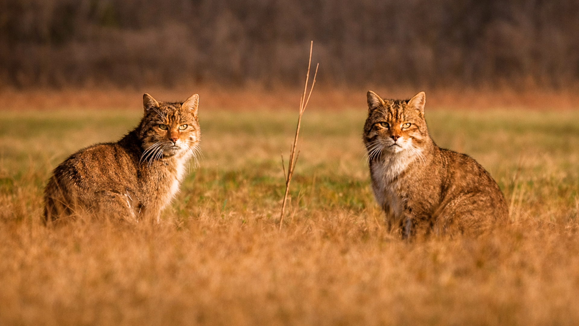 What’s it like to film a European wildcat in the wild?