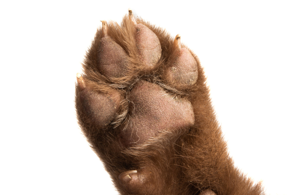 Cat teaches golden retriever puppy cute hand gesture, and it’s adorable