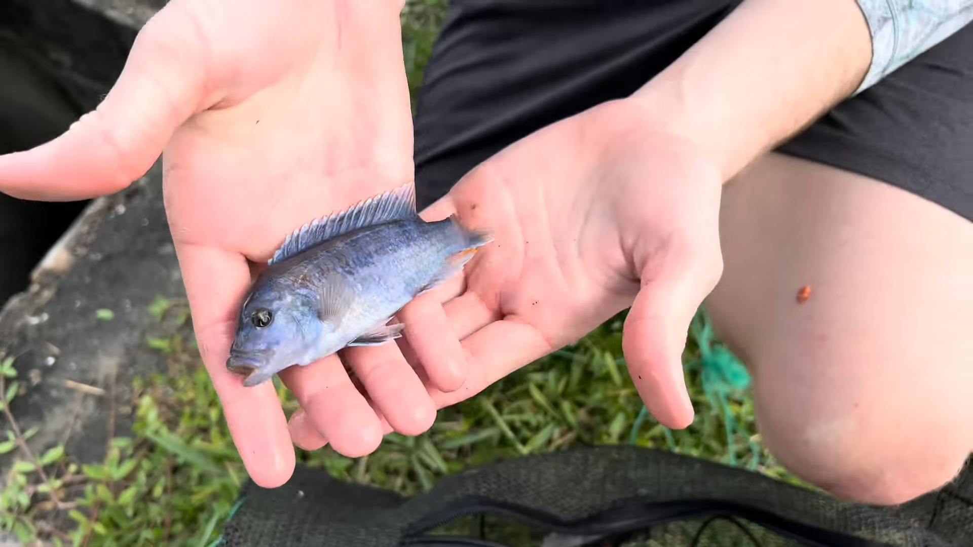 Sewer fish trap catches aquarium fish for my pond - unbelievable haul