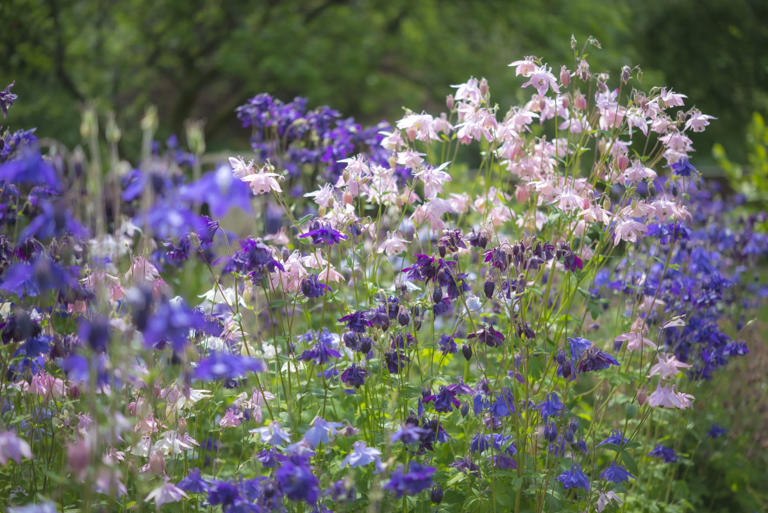 9 wildflowers you can grow from seed in January