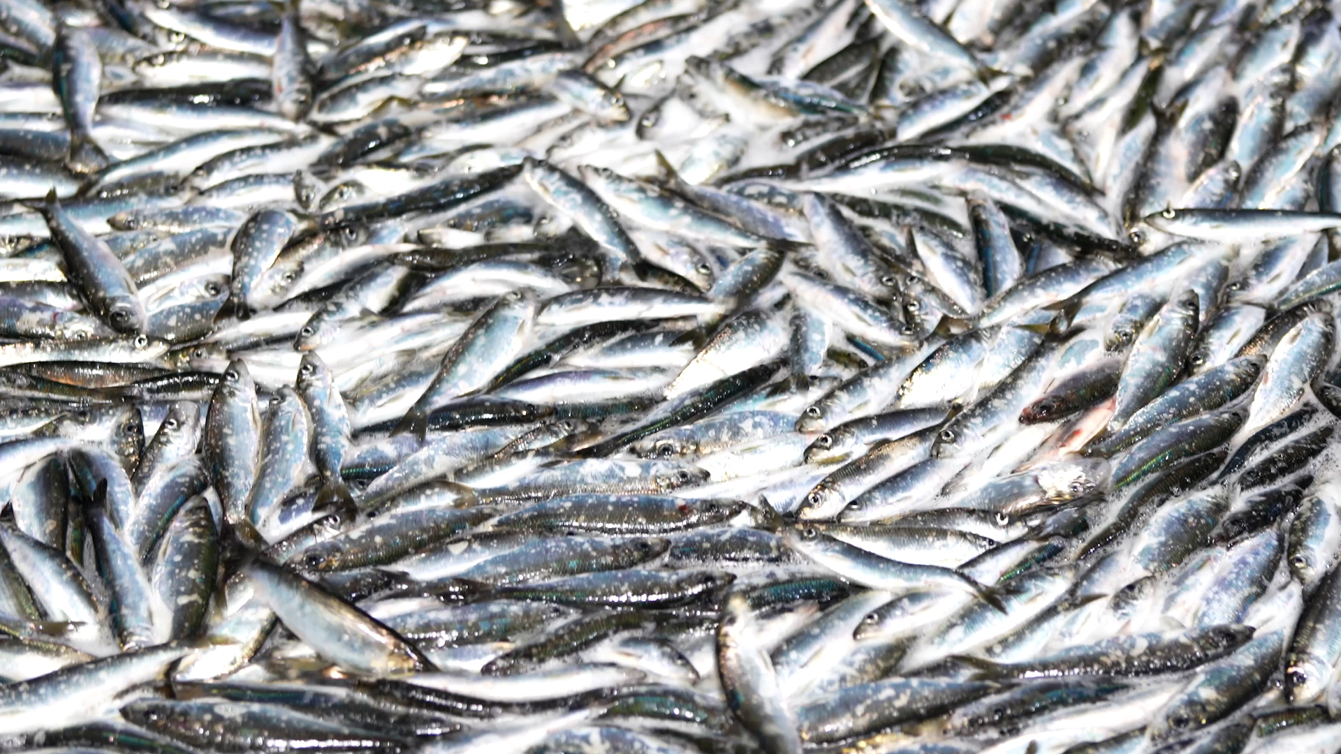 Hungry sea lions delay annual herring sale in BC