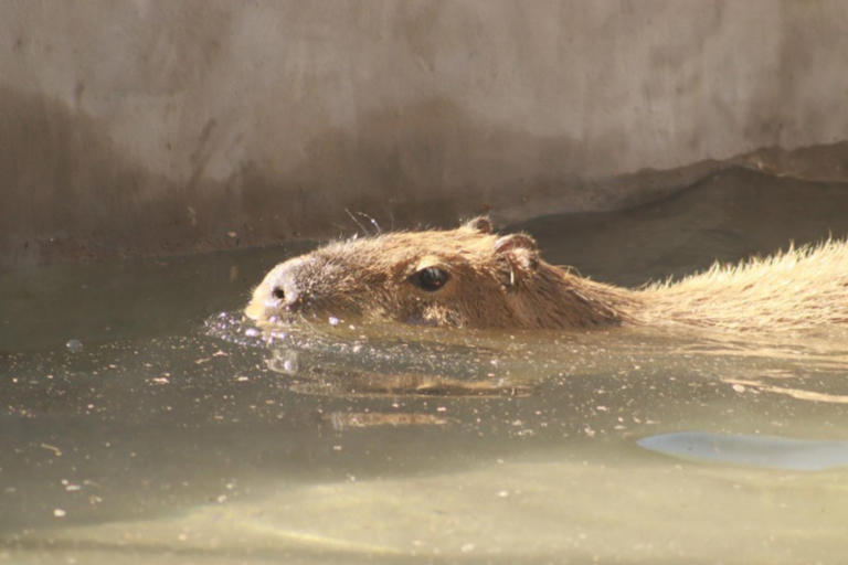 El gigante de Sudamérica llega a Hermosillo: Conoce al nuevo capibara ...