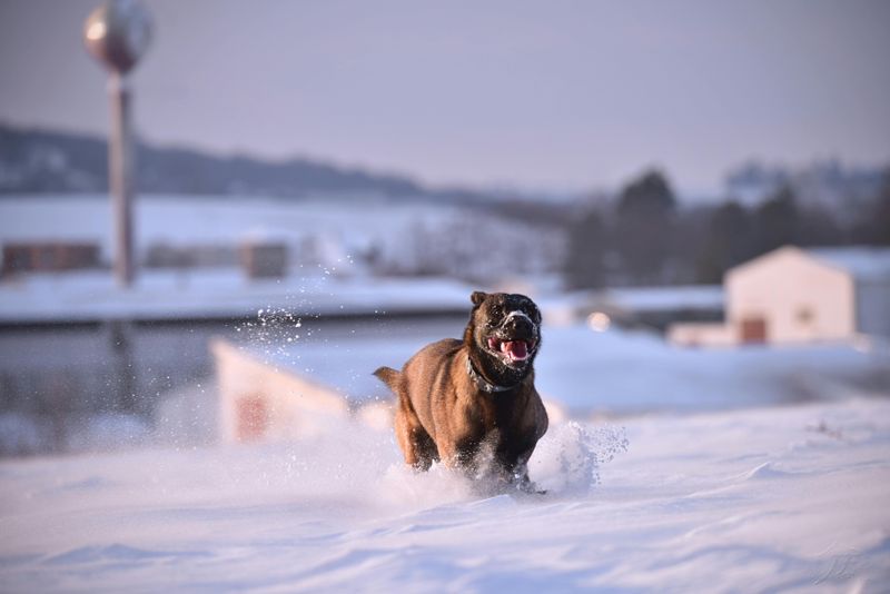 Why he'll grow out of it fails – 12 breeds that don't self-regulate ...