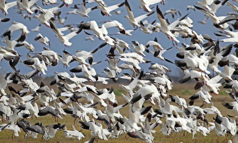 Increasingly rare winter visitor makes a noticeable return to Katy