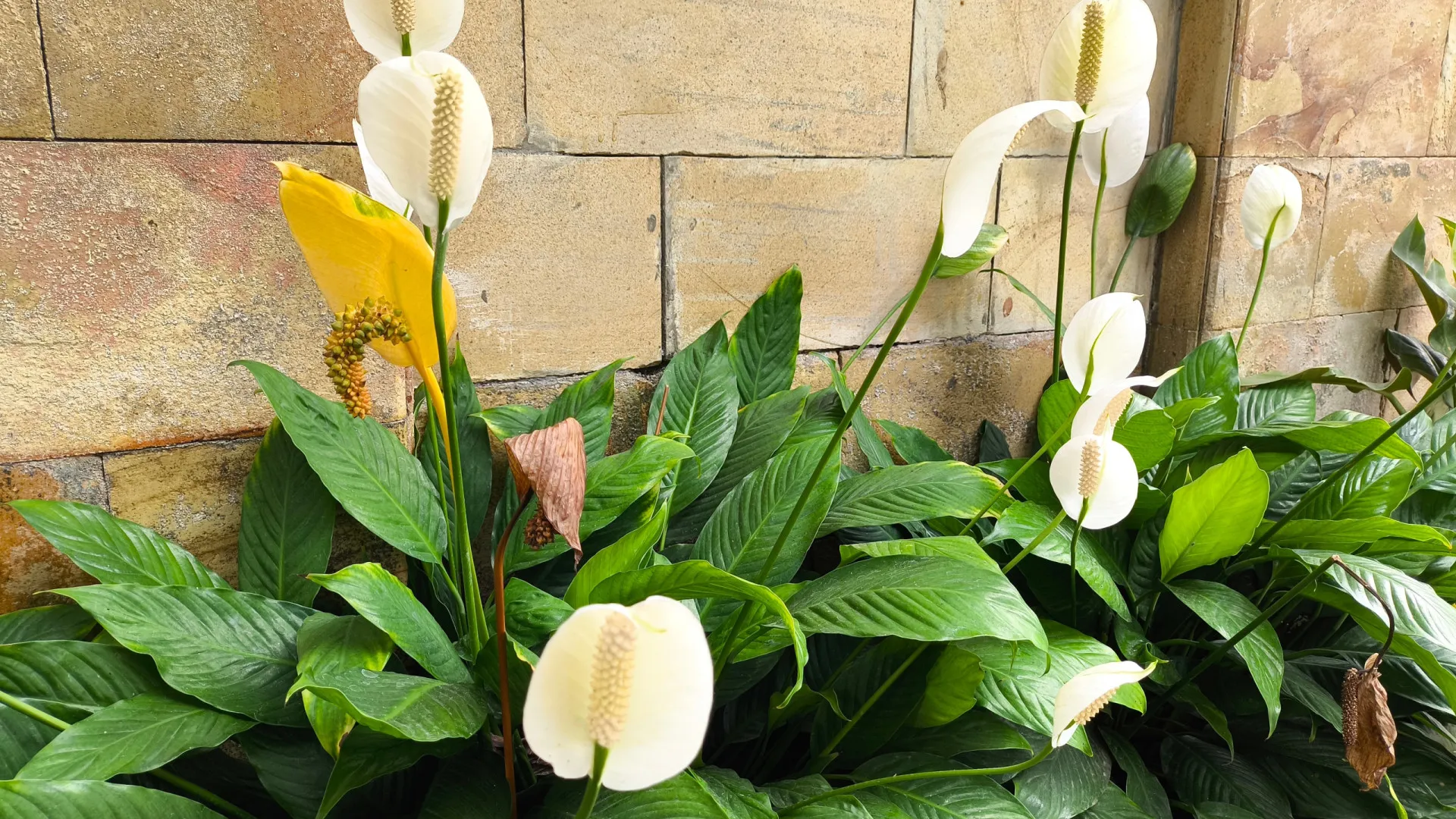 Se quiser que os seus lírios-da-paz ganhem flor, então siga estas 5 dicas