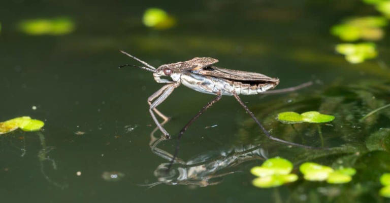 These bugs don’t just walk on water—they row and skate across it