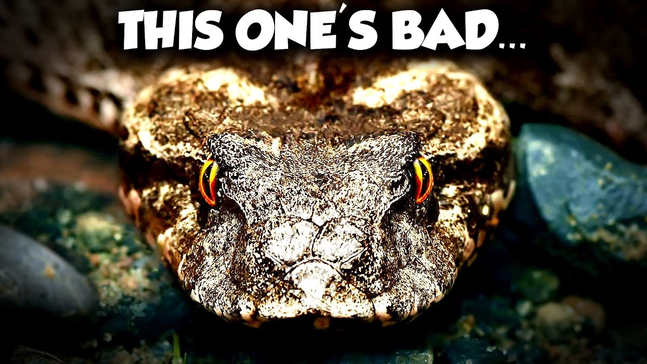 Why this Australian snake disappeared from public attention