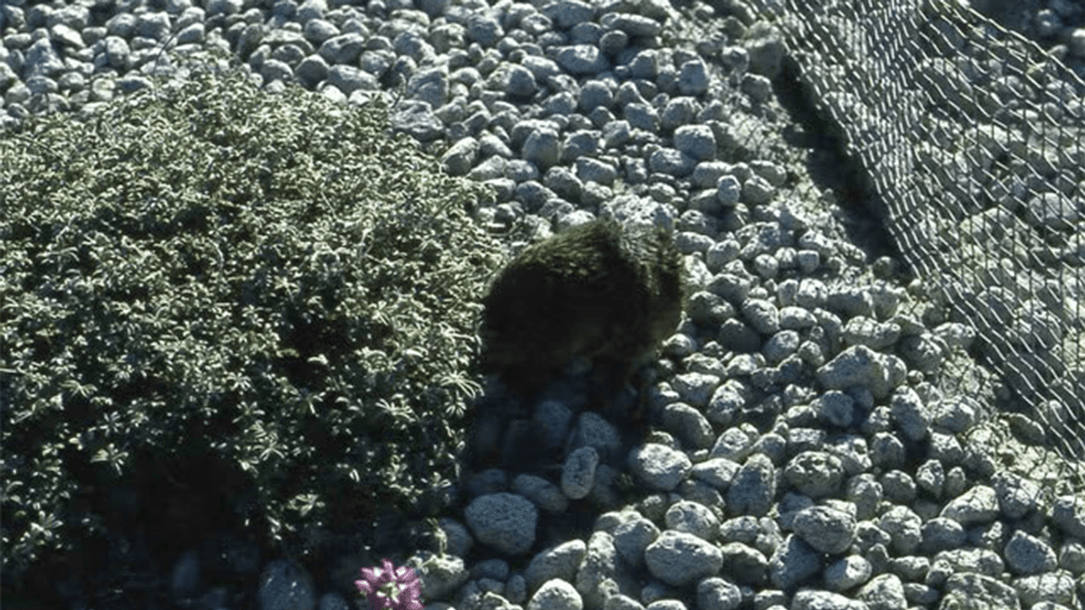 Gophers dropped on Mount St Helens for one day in 1982 left an ...