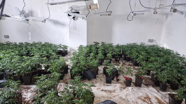 Over 1,500 cannabis plants seized in Blackburn after two farms uncovered