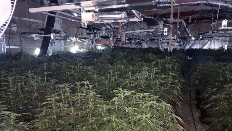 Over 1,500 cannabis plants seized in Blackburn after two farms uncovered